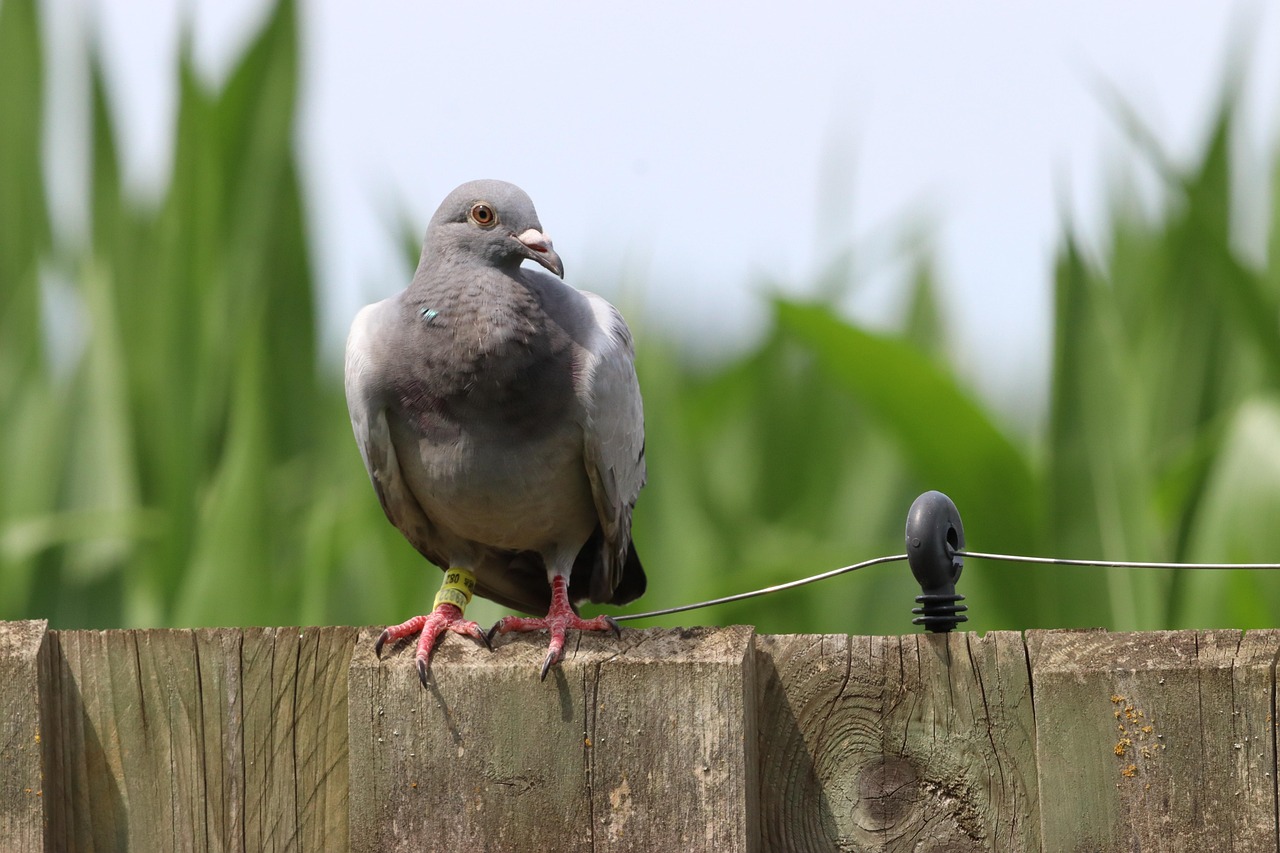 Colombe Oiseau Animal - Photo gratuite sur Pixabay - Pixabay
