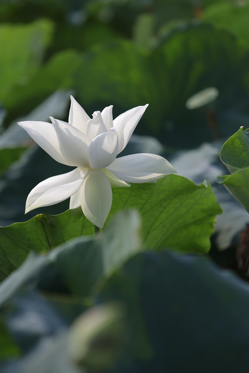 Lotus Lotusblume Blume - Kostenloses Foto auf Pixabay - Pixabay
