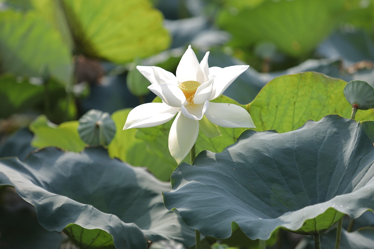 Bunga Teratai Lotus Putih - Foto gratis di Pixabay