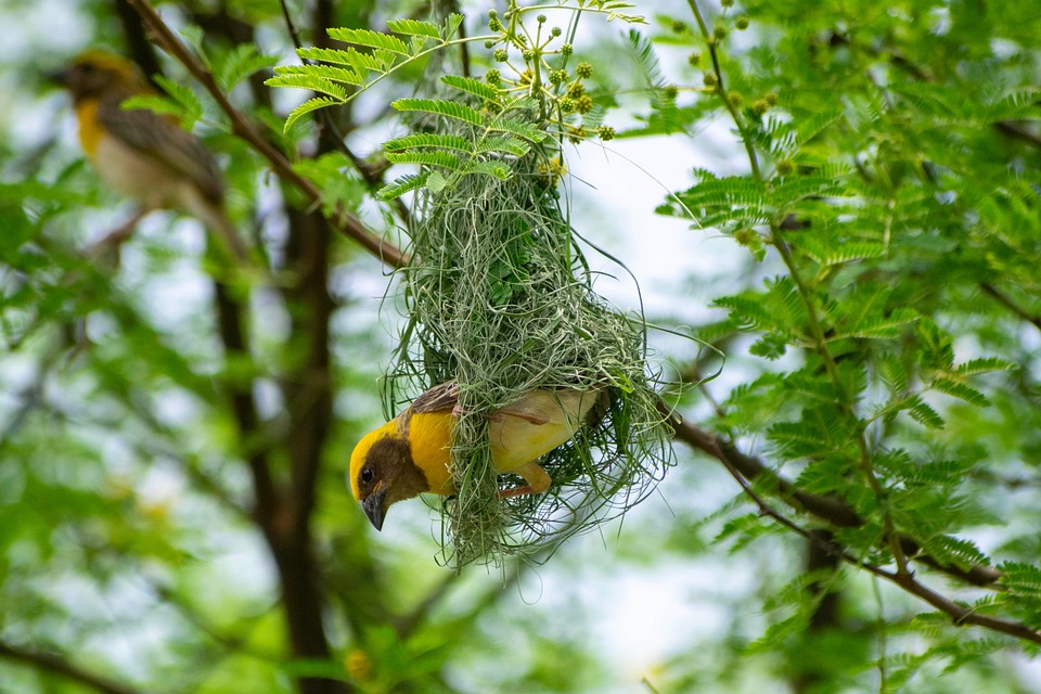 Weaver Bird - Free photo on Pixabay - Pixabay