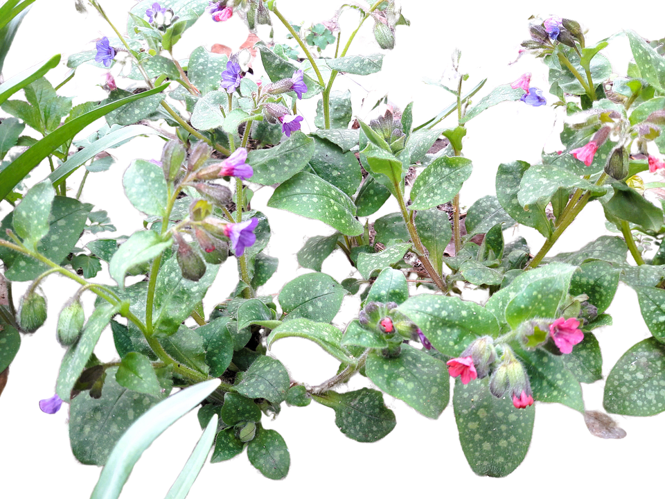 Lungwort 药用植物 自然 - Pixabay上的免费照片