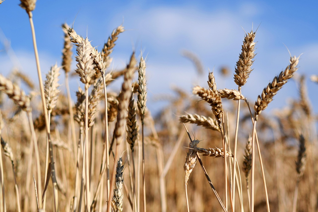 Céréales Pic Pointes Des - Photo gratuite sur Pixabay