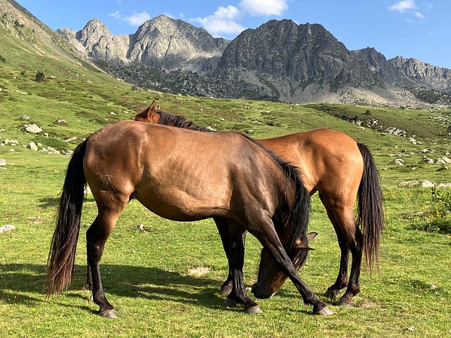Cavallo Natura Animale - Foto gratis su Pixabay - Pixabay
