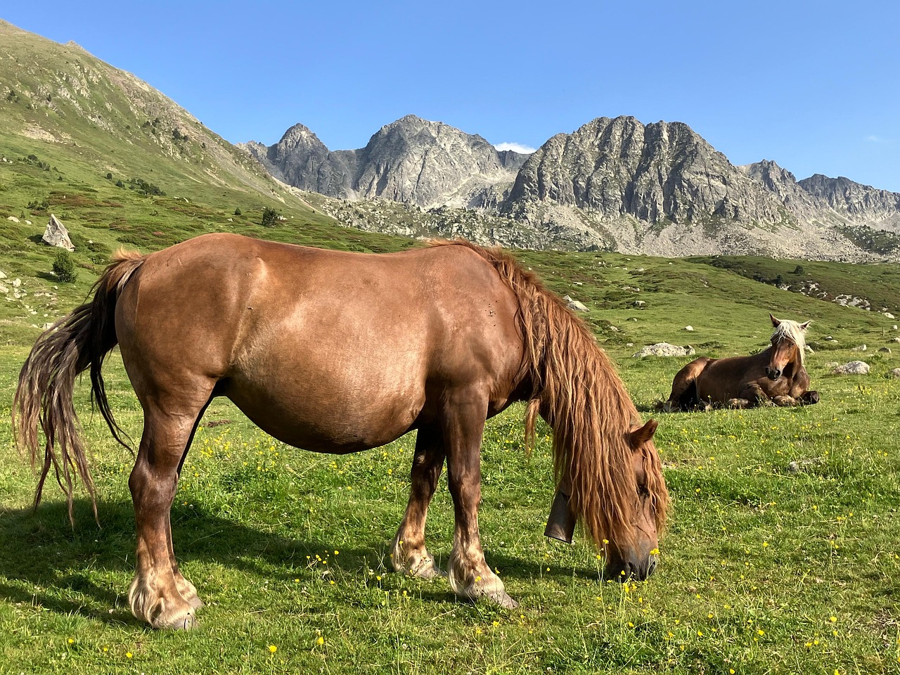 Horse Nature Summer - Free photo on Pixabay - Pixabay