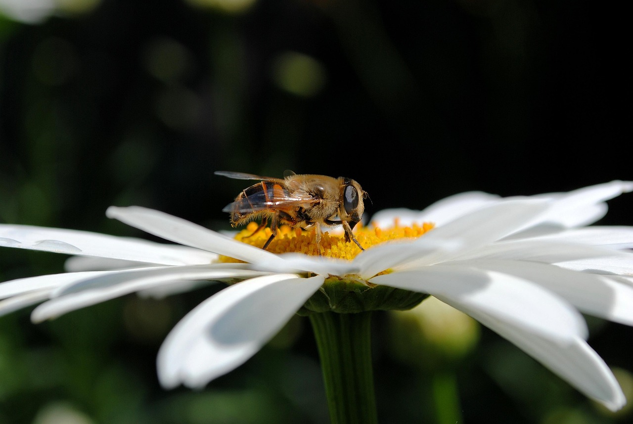 Bee Sunflower - Free photo on Pixabay - Pixabay