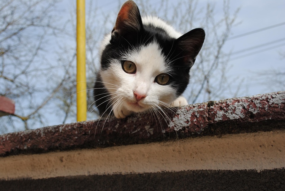 Angry Cat Outside Nature - Free photo on Pixabay - Pixabay