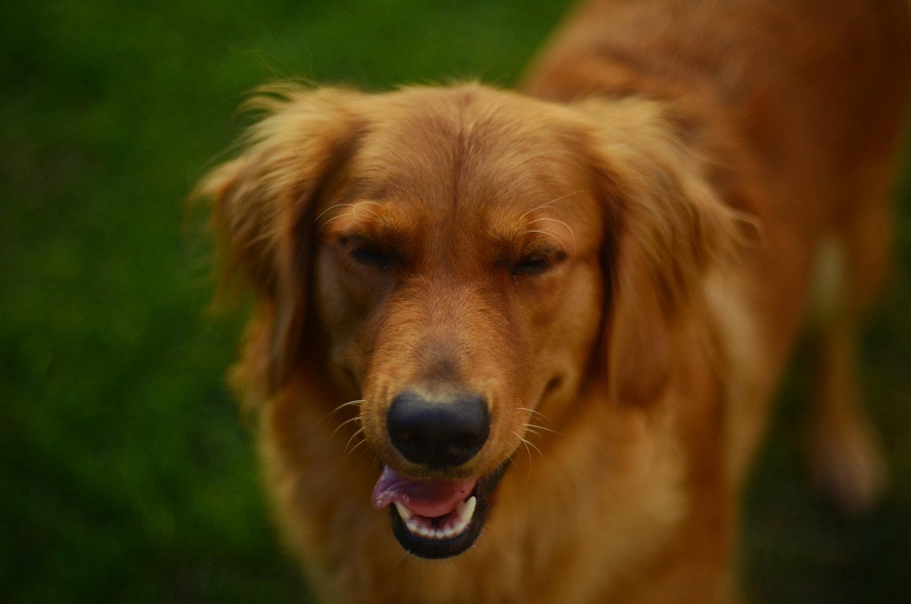 Retriever Dourado Cachorro Animal - Foto gratuita no Pixabay - Pixabay