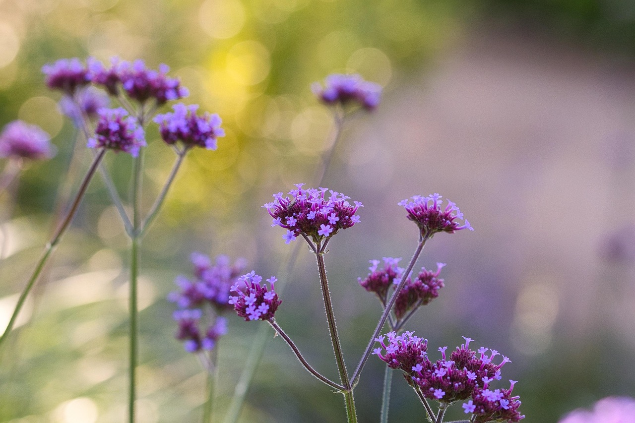 Blume Natur Sommer - Free photo on Pixabay - Pixabay