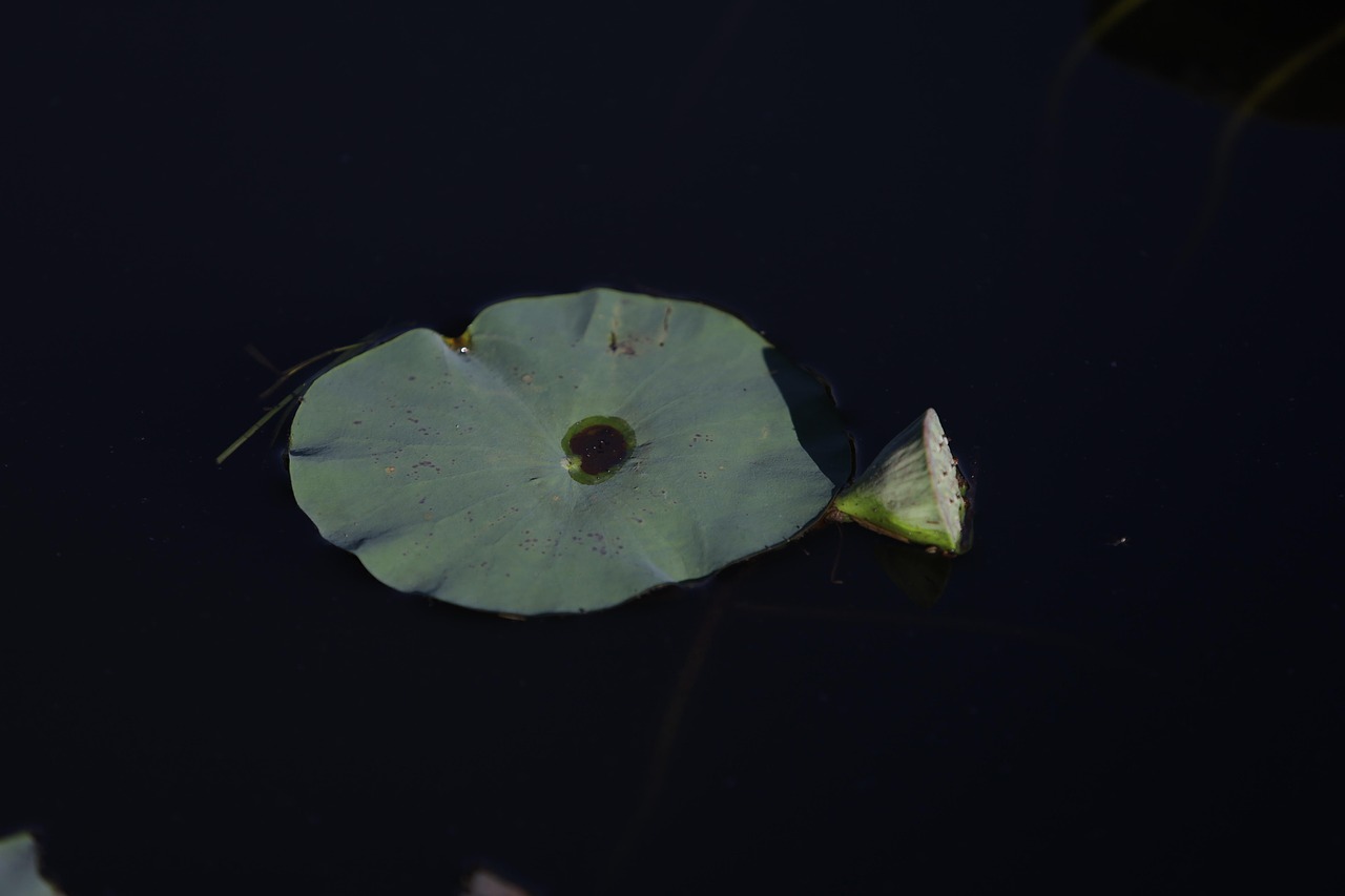 Lotus Feuille De Étang - Photo gratuite sur Pixabay