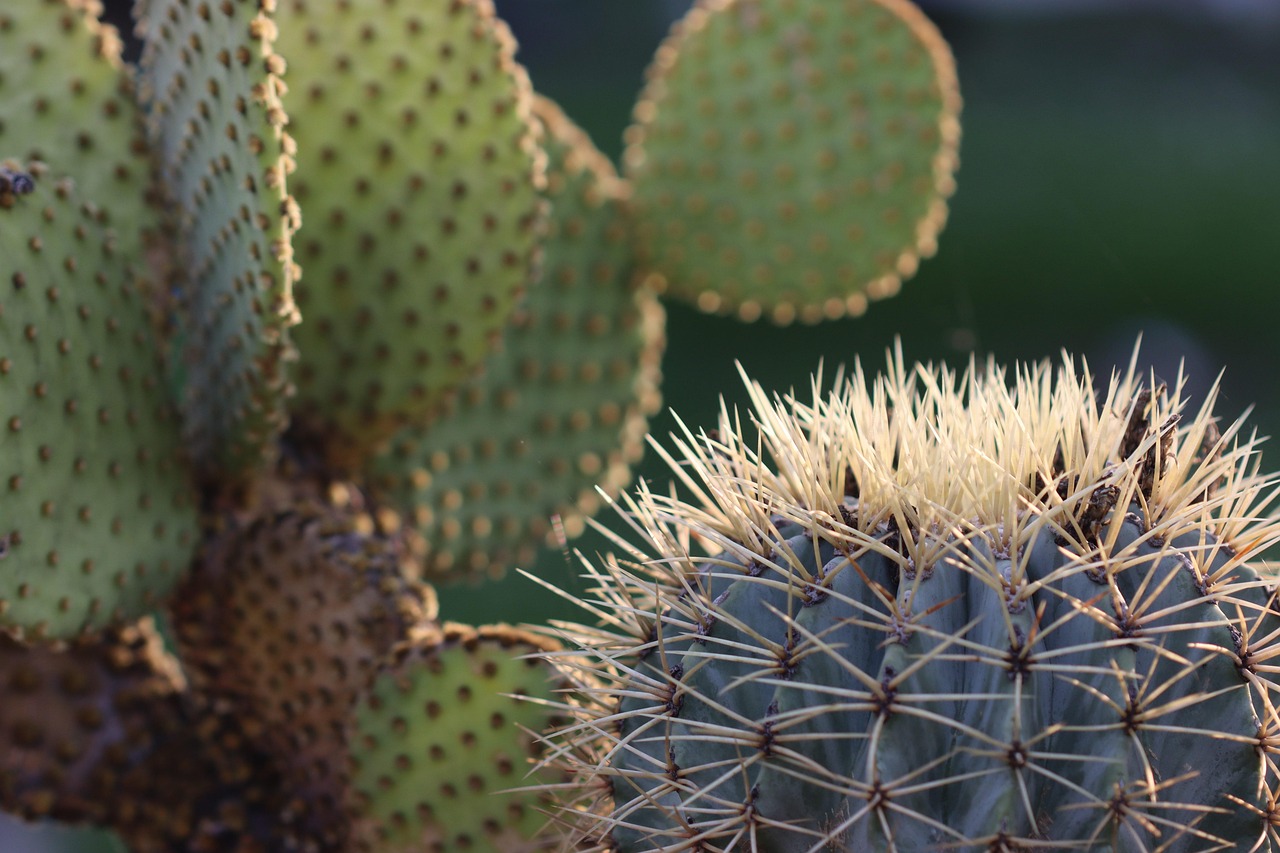 Cactus Nature Plant - Free photo on Pixabay