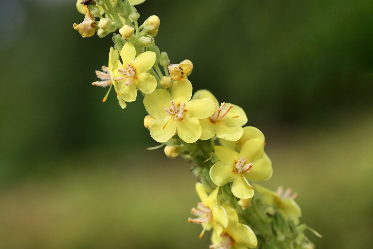 Mullein Verbascum Flower - Free photo on Pixabay
