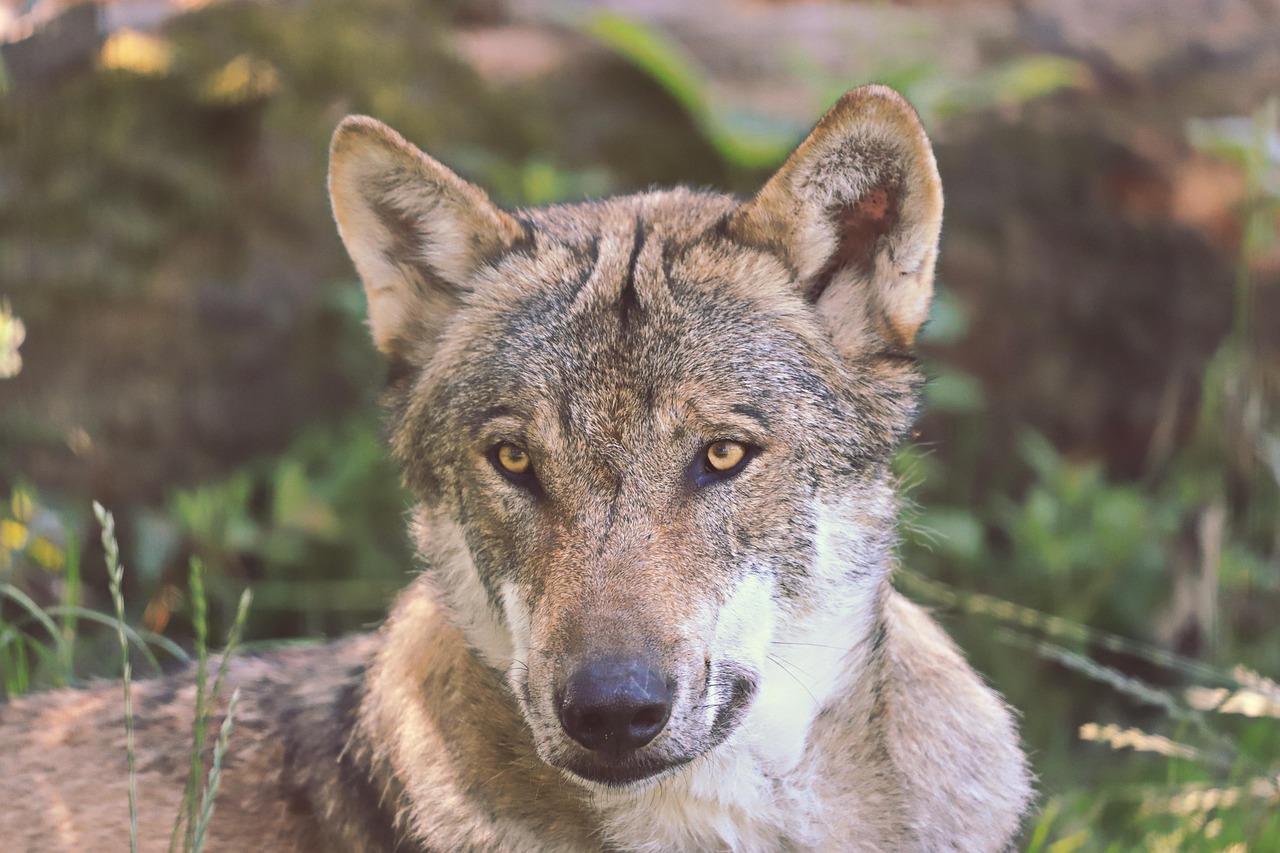Animal Wild Wolf - Free photo on Pixabay - Pixabay