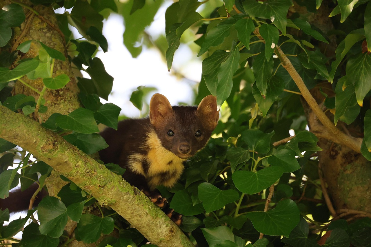 Animal Mammal Marten - Free photo on Pixabay