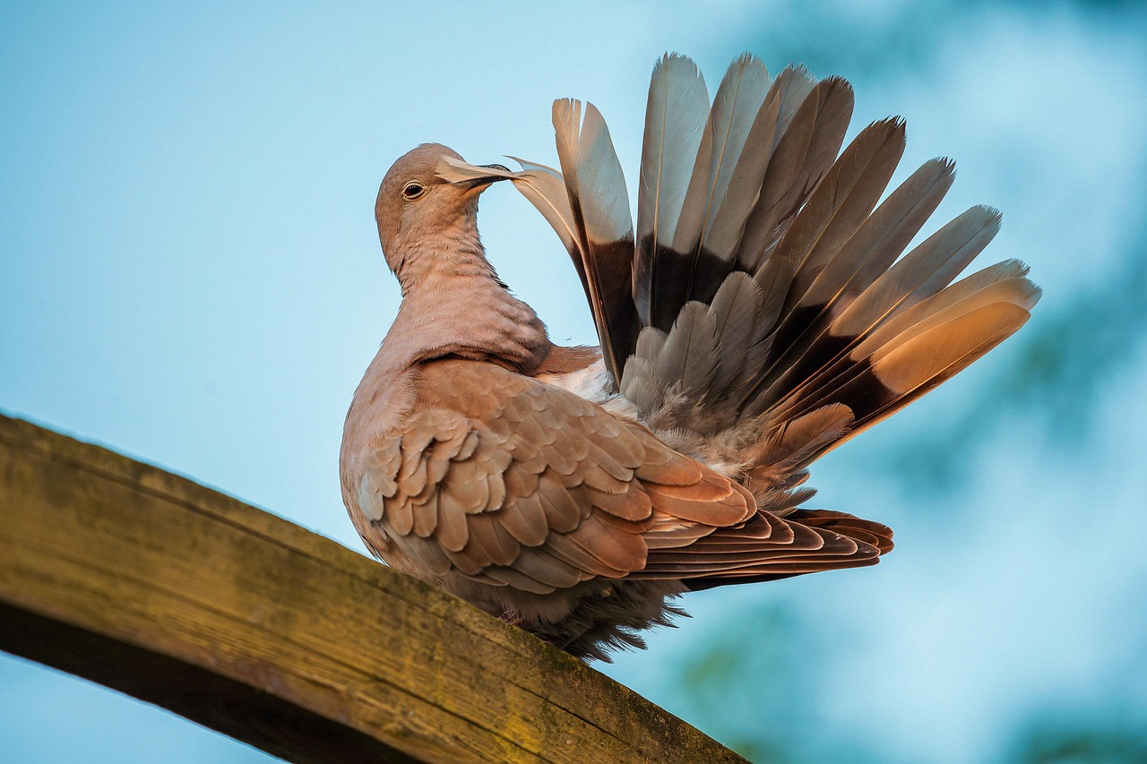 Bird Dove Ornithology - Free photo on Pixabay - Pixabay