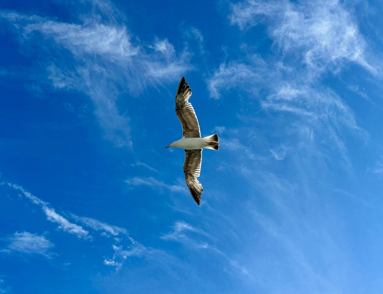 Gull Flying Bird - Free photo on Pixabay