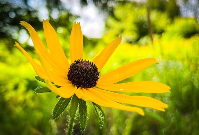 Bunga Alam Bloom - Foto gratis di Pixabay
