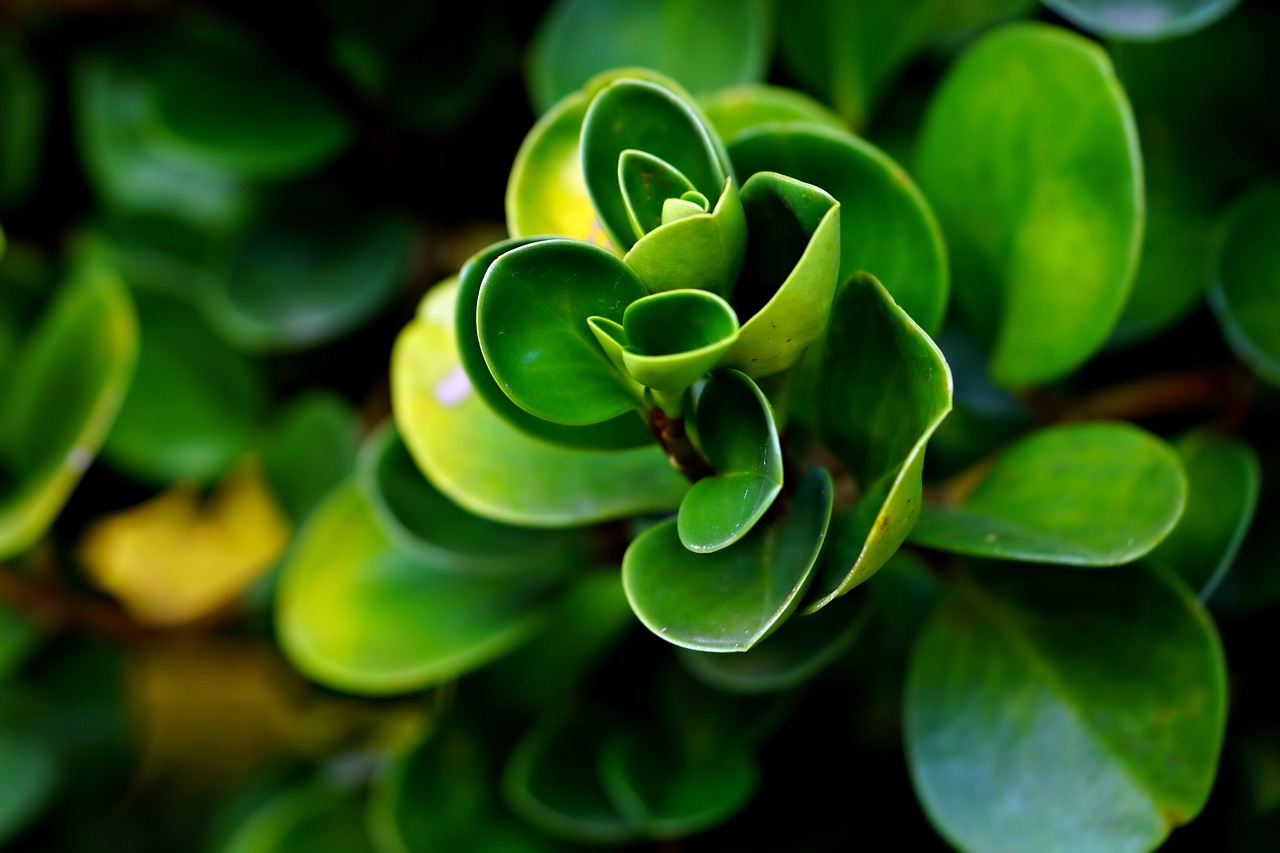 Succulent Green Plant Free Photo On Pixabay Pixabay