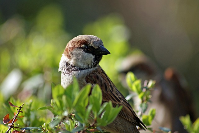House Sparrow Bird - Free photo on Pixabay - Pixabay