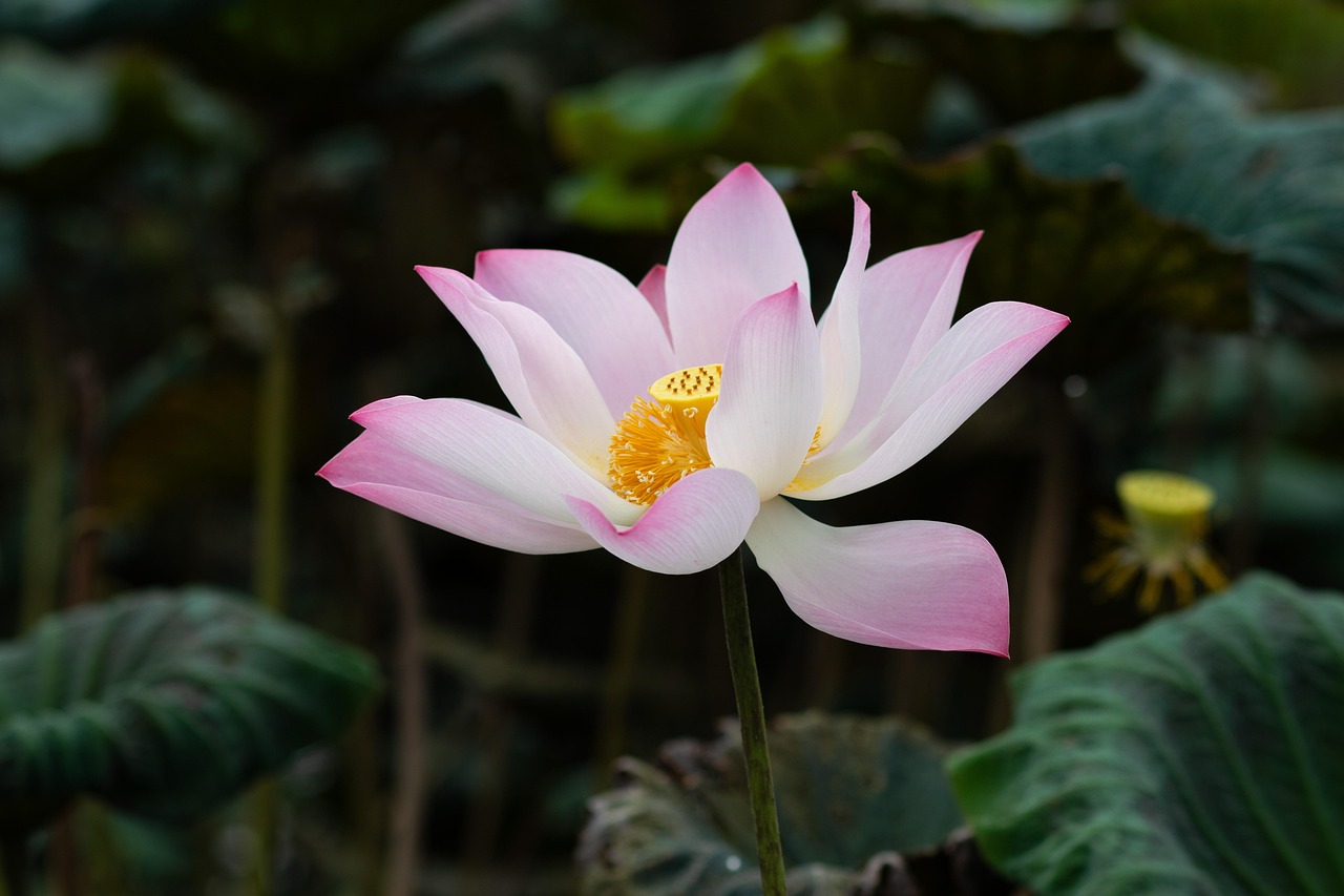 Lotus Flower Bloom - Free photo on Pixabay