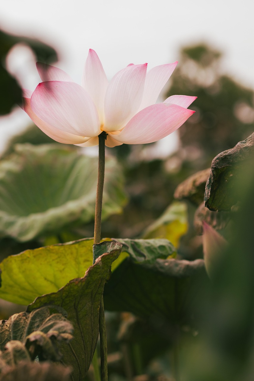 Lotus Flower Bloom - Free photo on Pixabay