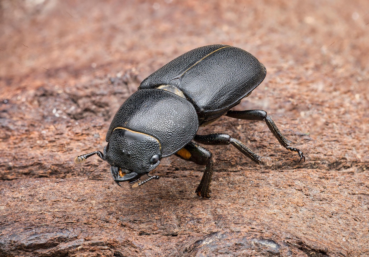 Insect Beetle Nature - Free photo on Pixabay