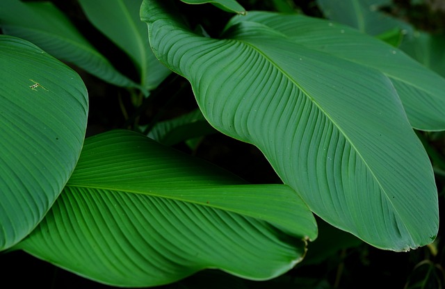 Feuilles Vertes Plantes - Photo gratuite sur Pixabay - Pixabay