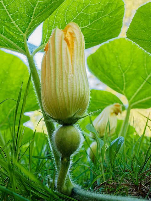 Fleur De Citrouille - Photo gratuite sur Pixabay - Pixabay
