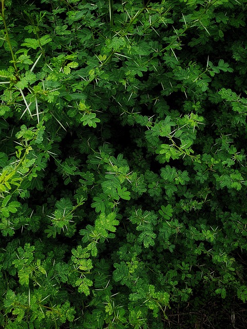 Tanaman Duri Berduri - Foto gratis di Pixabay