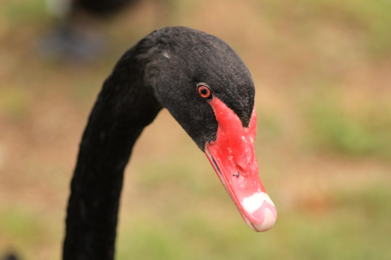 Black Swan Schwan Vogel - Kostenloses Foto auf Pixabay - Pixabay