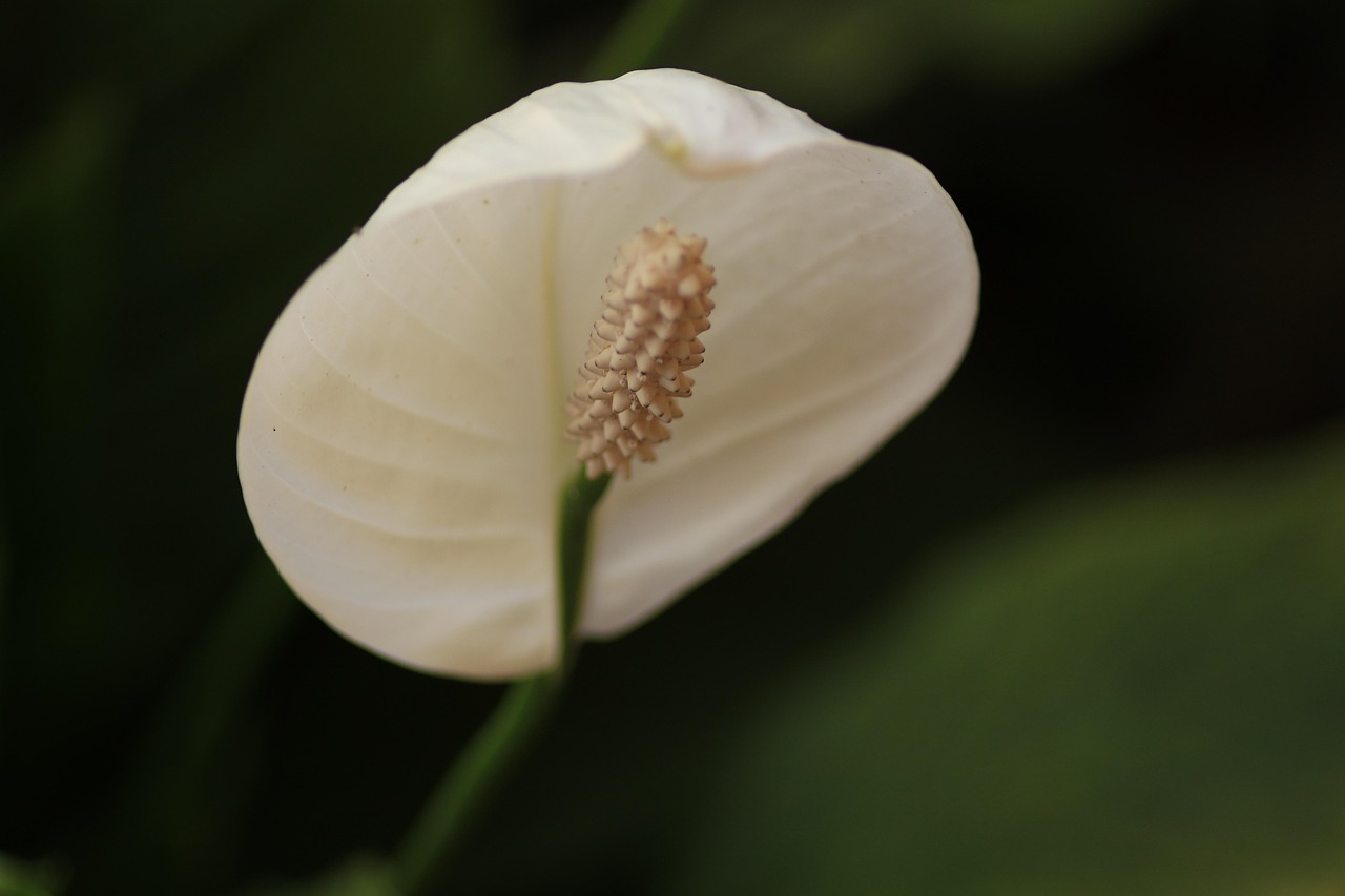 Calla Lily Alam Bunga - Foto gratis di Pixabay