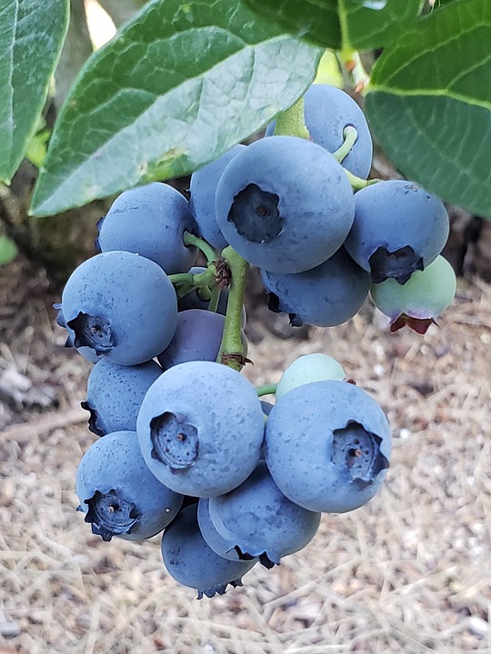 Blueberries Fruit Summer - Free photo on Pixabay