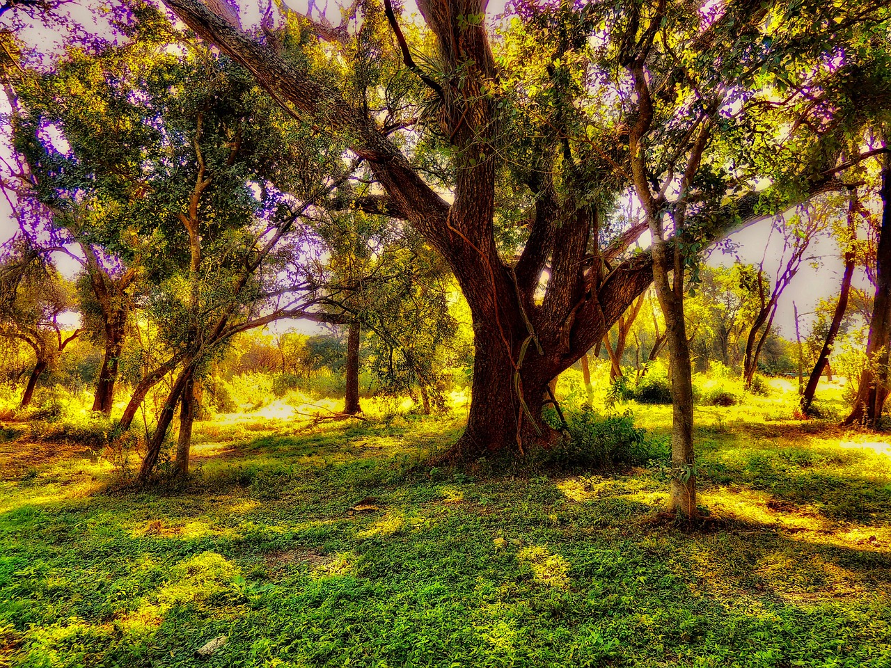 Natureza Floresta Panorama - Foto gratuita no Pixabay - Pixabay