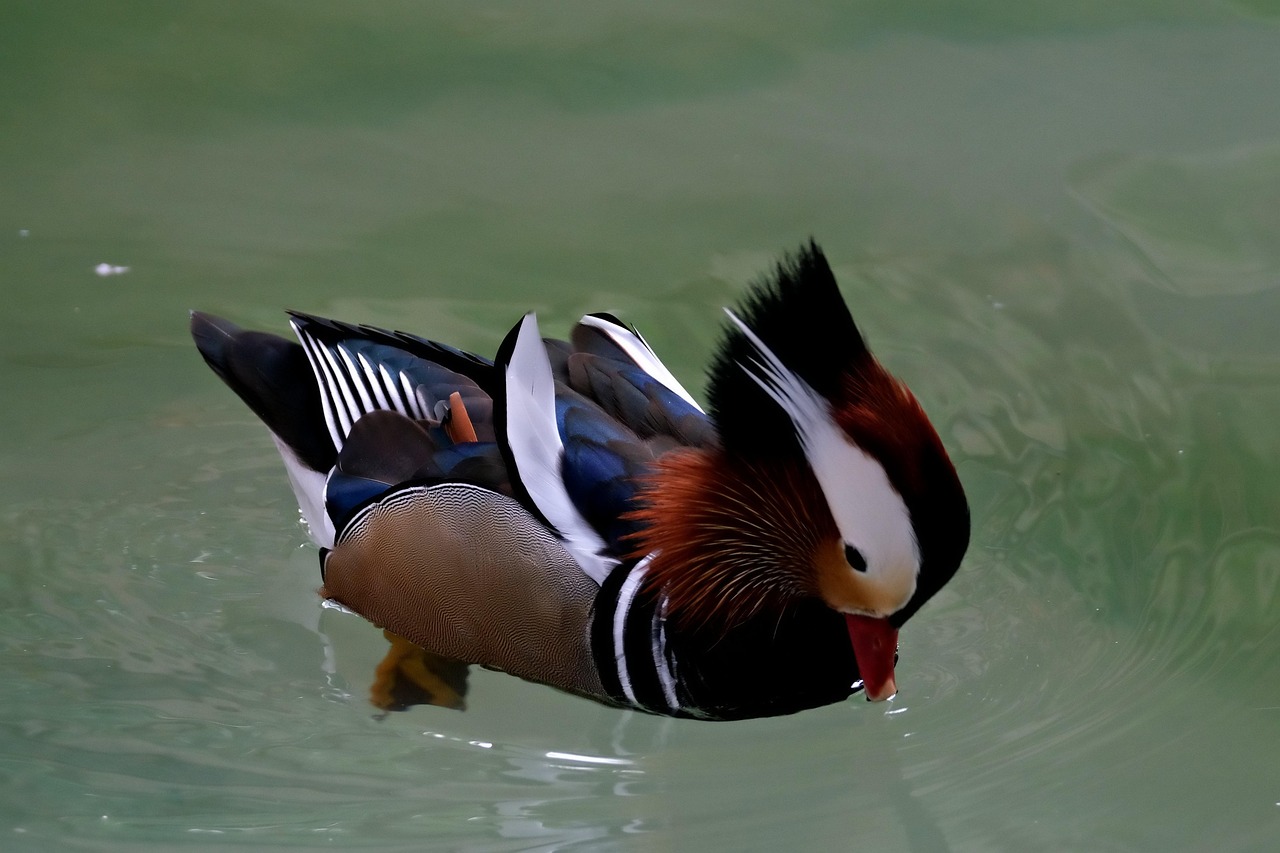 Bird Ornithology Mandarin Duck - Free photo on Pixabay