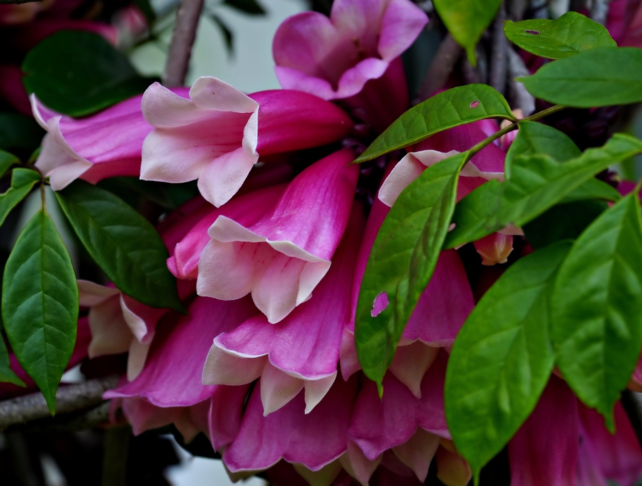 Flower Bloom Blossom - Free photo on Pixabay
