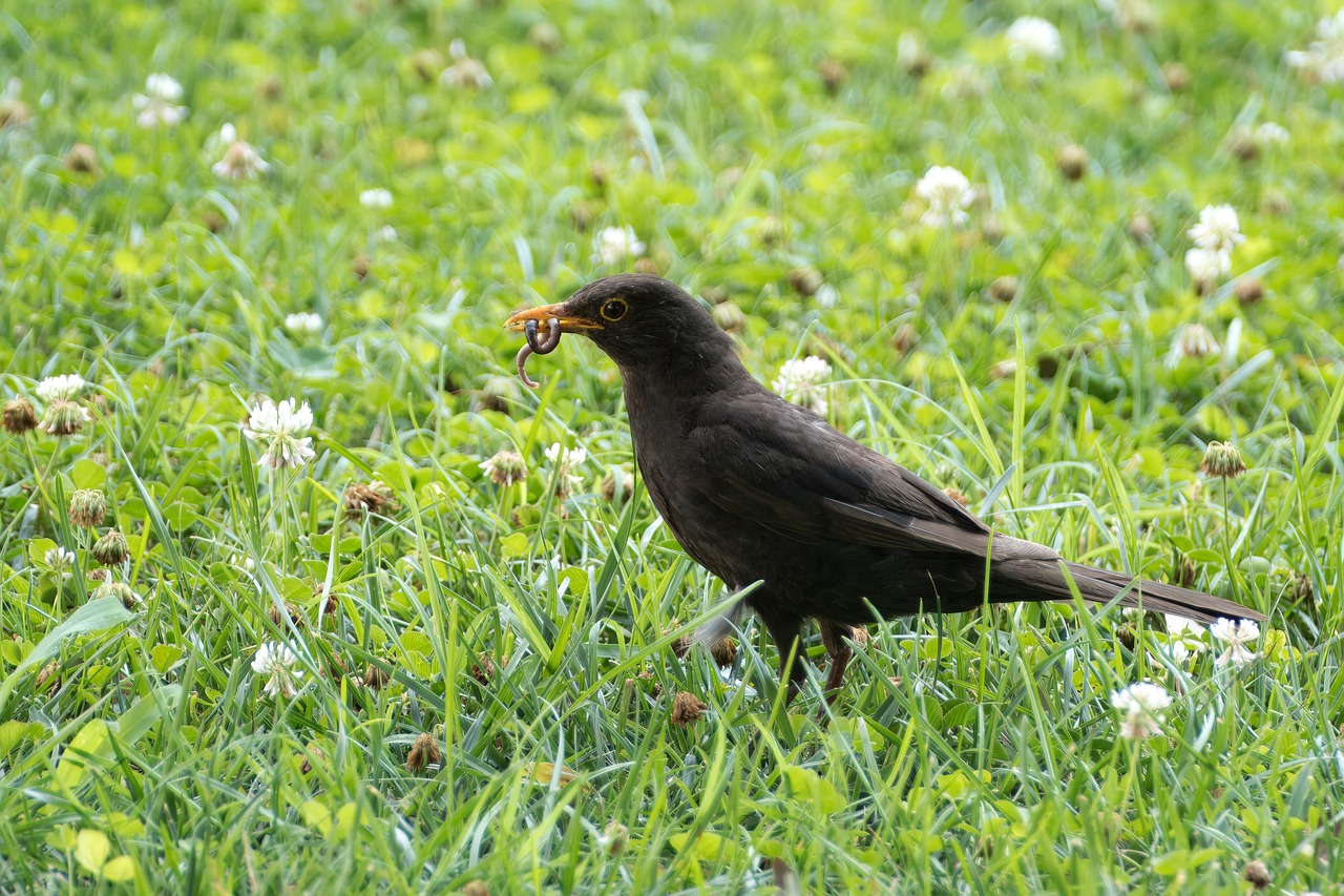 Nature Blackbird Bird - Free photo on Pixabay - Pixabay
