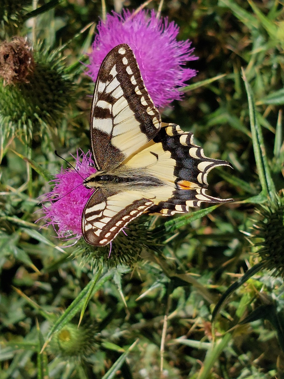 Butterfly Nature Wings - Free photo on Pixabay