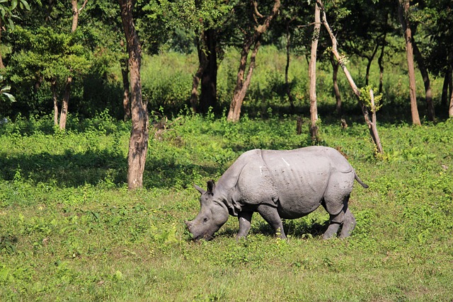Rhinoceros India Animals - Free photo on Pixabay