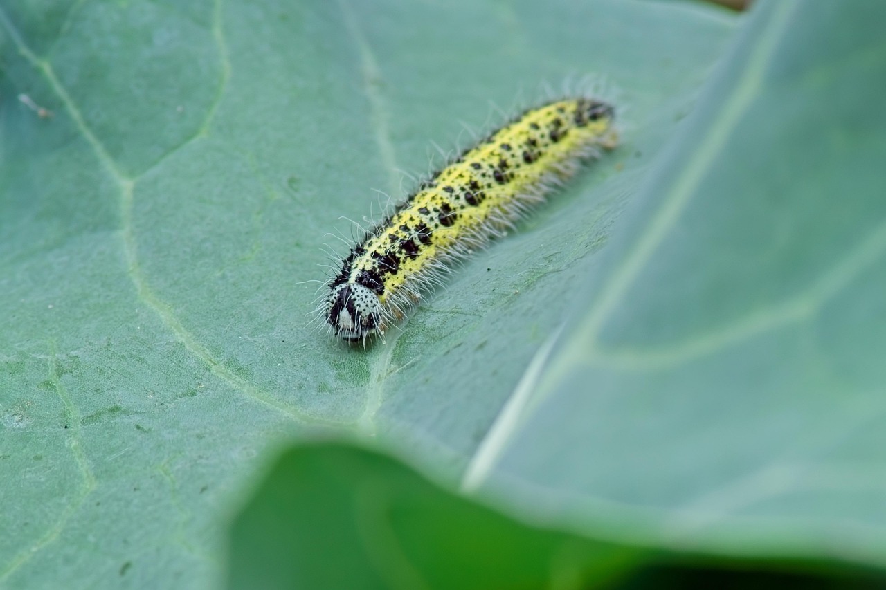 Caterpillar Cabbage White - Free photo on Pixabay