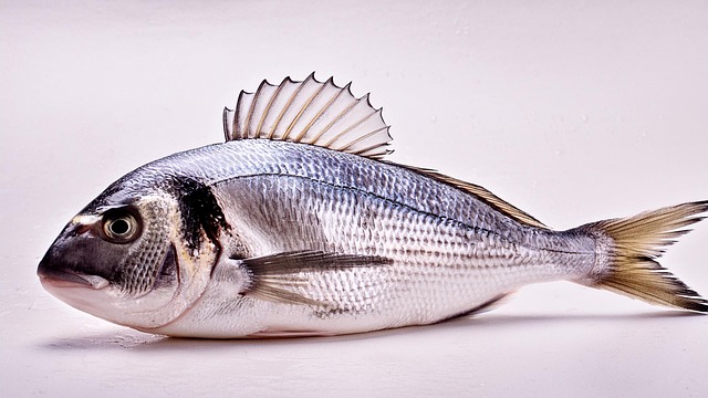 Fish Nature Animal - Free photo on Pixabay - Pixabay