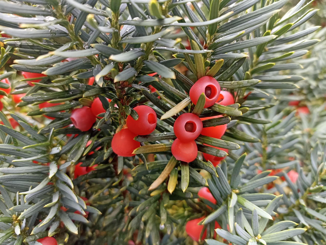 European Yew Taxus Baccata - Free photo on Pixabay