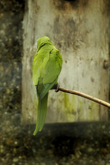 Perroquet Oiseaux Vert - Photo gratuite sur Pixabay