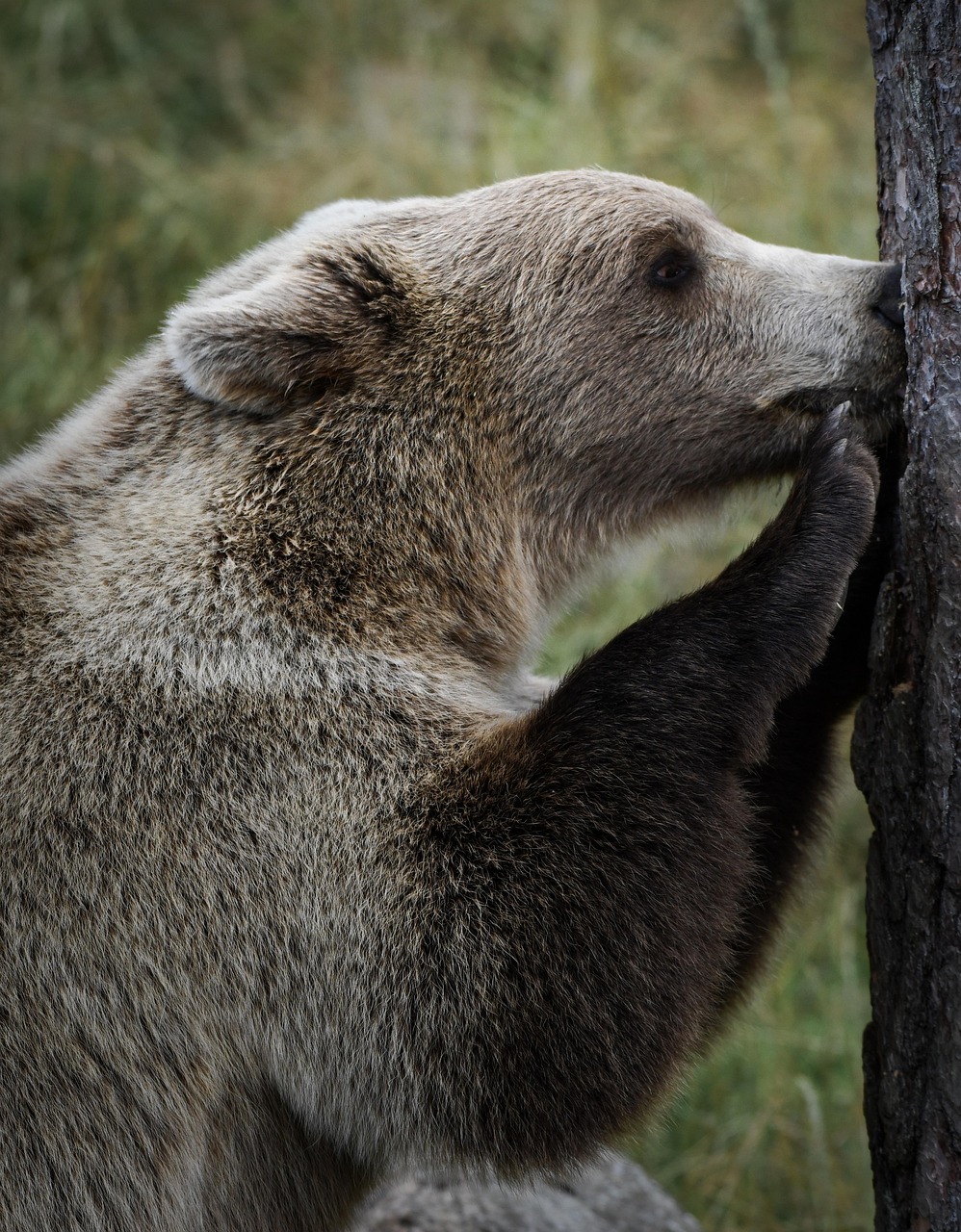 Bear Tree Animal - Free photo on Pixabay - Pixabay