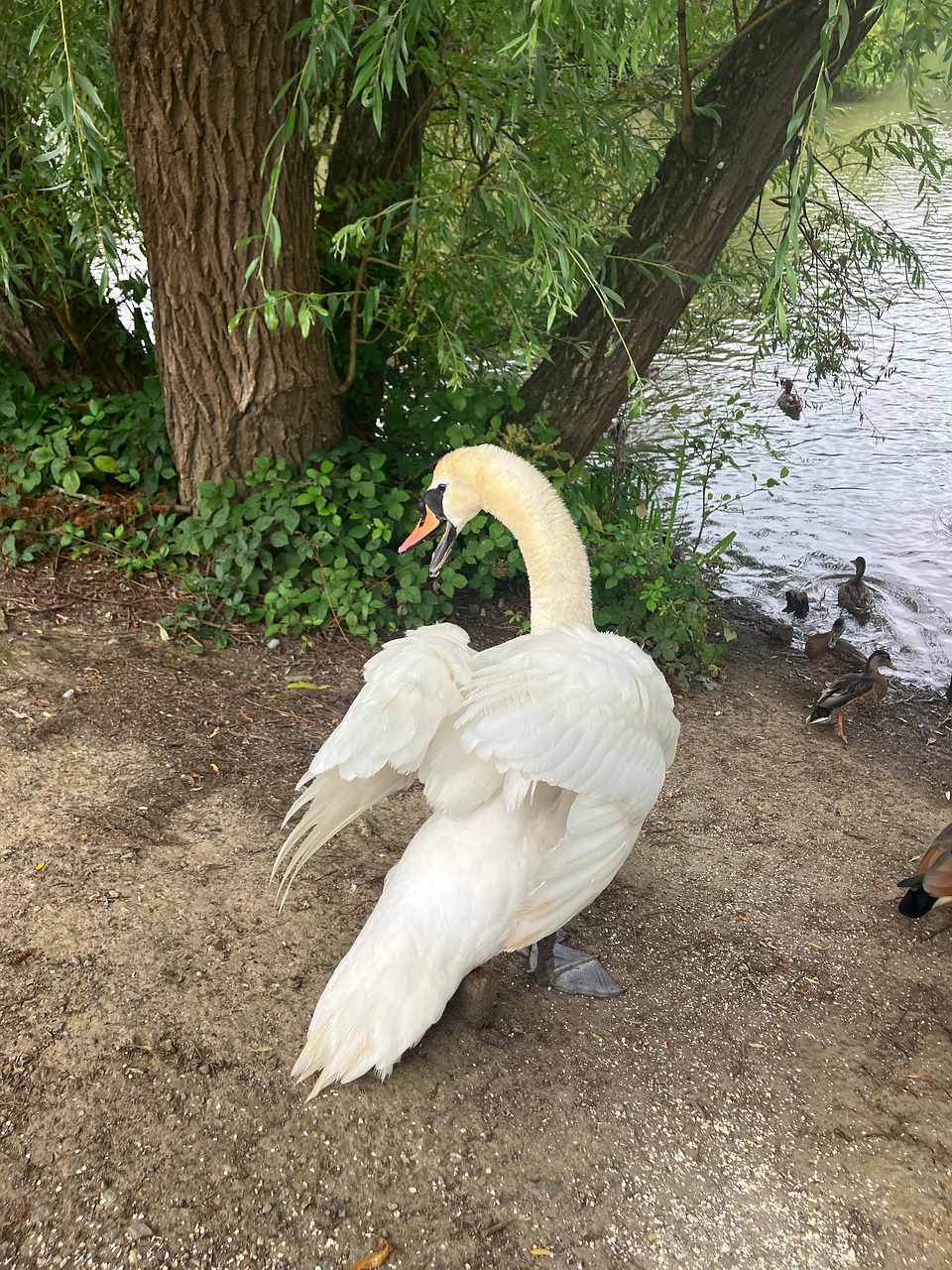 Höckerschwan Weißer Schwan - Kostenloses Foto auf Pixabay