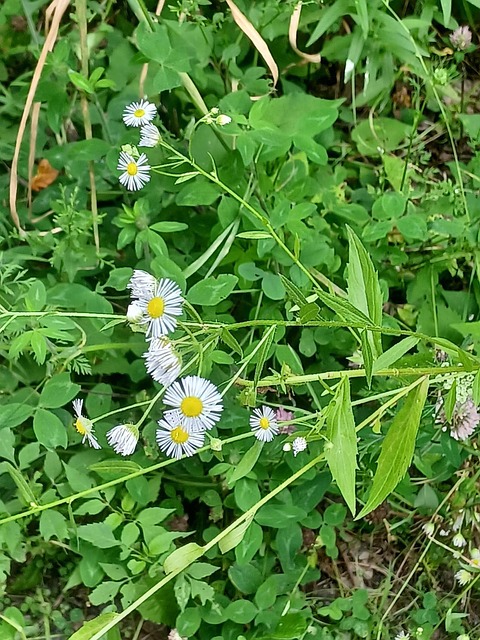 Blomma Natur Bloom - Gratis foto på Pixabay