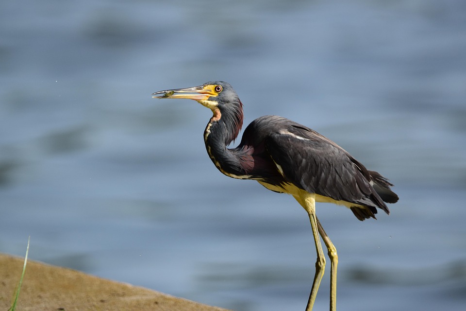 Heron Bird Water Fowl Freshwater - Free photo on Pixabay