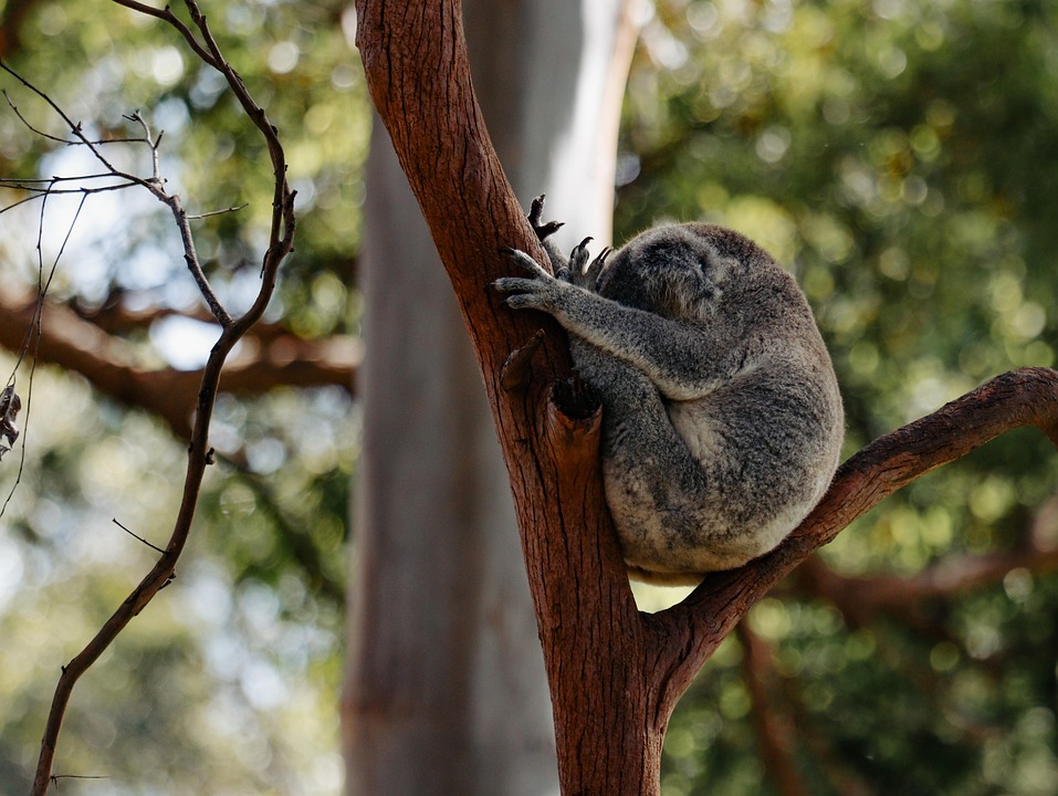 Koala Animal Mammifère - Photo gratuite sur Pixabay