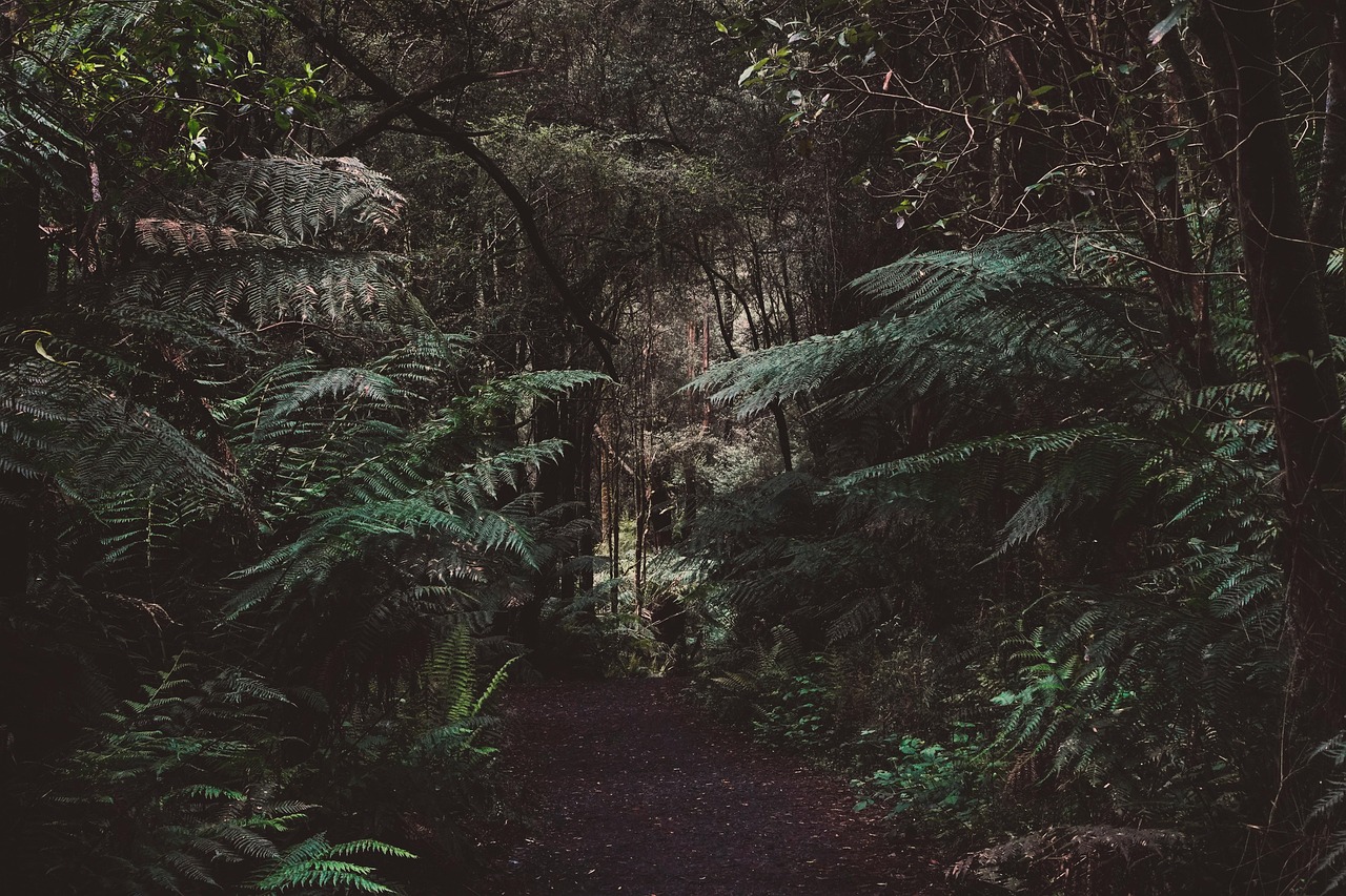 Rainforest Jungle Nature - Free photo on Pixabay
