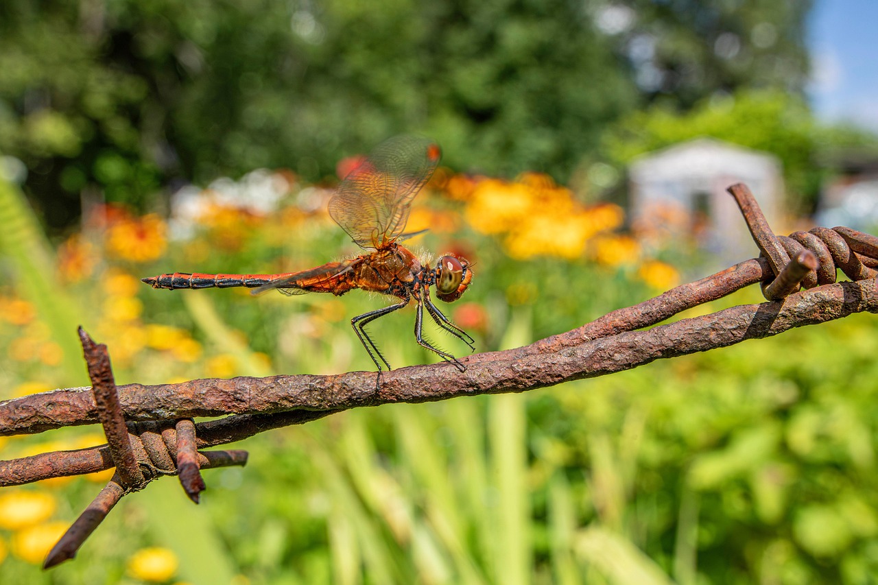 200+ Free Vöröses-Darter & Dragonfly Photos - Pixabay