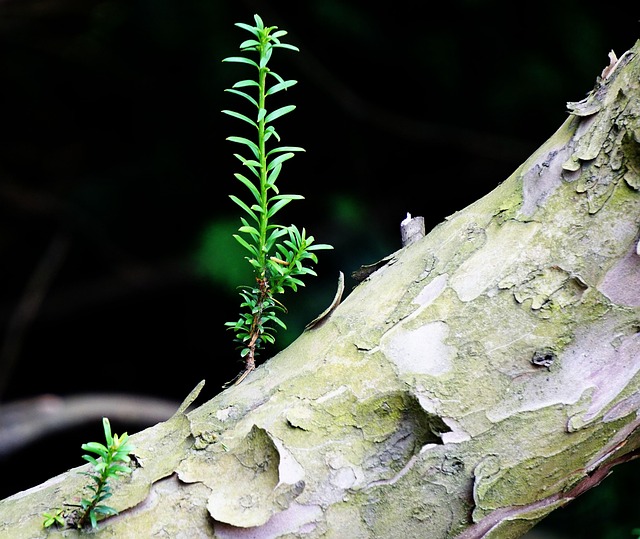 Plante Arbre Nature - Photo gratuite sur Pixabay