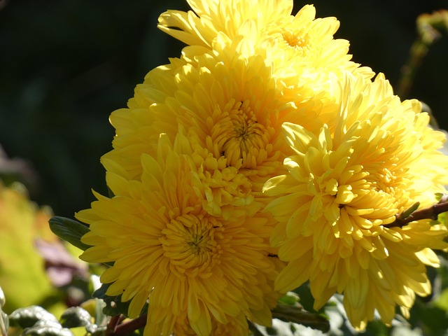 Kuning Krisan Bunga - Foto gratis di Pixabay
